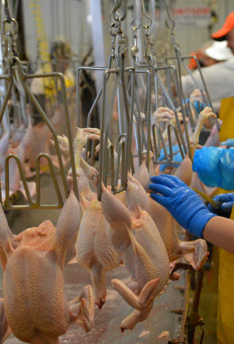 Chicken | Kadejan Inc